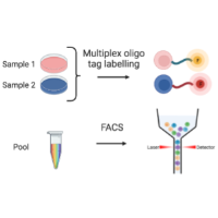 Optimising sample multiplexing oligos by flow cytometry