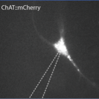 Whole-cell Patch-Clamp Recordings from Striatal Cholinergic ...