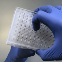 ddRADseq for animal population genomics/phylogenomics