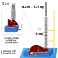 Surgery free rat closed head repetitive mild injury model of traumatic ...