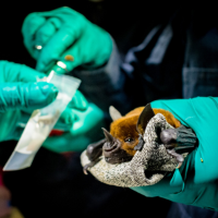 Handling and Sampling Bats - ISL Peru