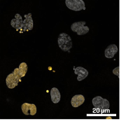 m6A visualization/immunofluorescence of DamID