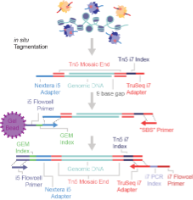 Ten(10)X-compatible Combinatorial Indexing ATAC sequencing (txci-ATAC-seq)