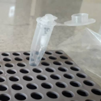 extract dropped plasmid DNA from filter paper