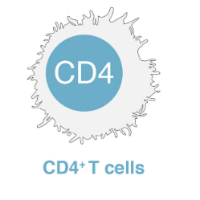 Two-step method for isolation of inactivated CD4+ T-cells from human ...
