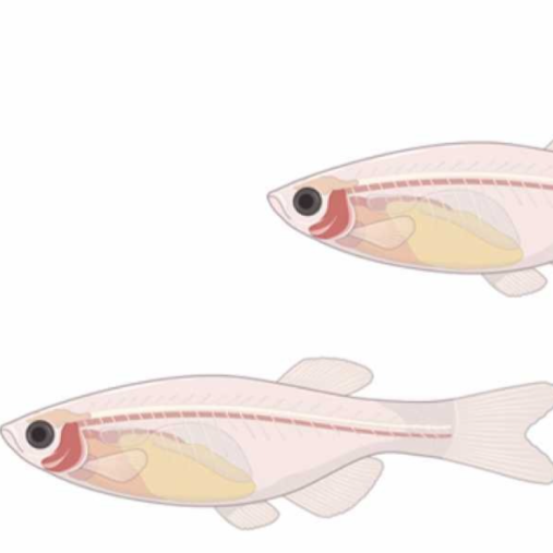 Zebrafish Research - research workspace on protocols.io