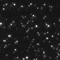 Imaging single SYTOX Orange molecules on a PLL-coated cover glass