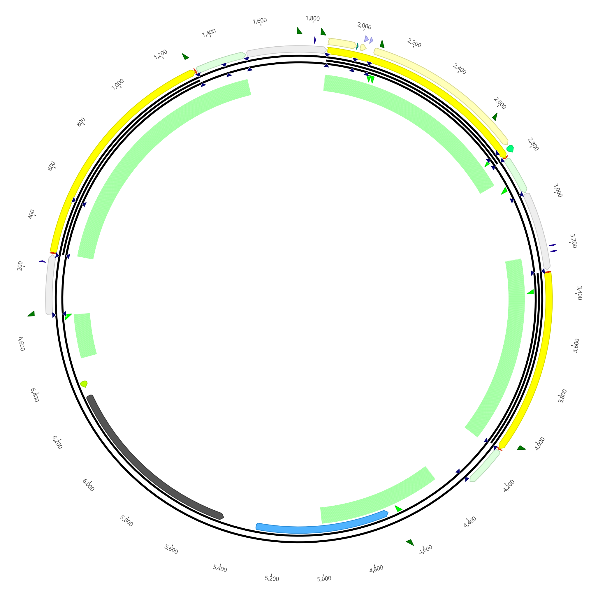 Transformation of Diplonema papillatum by electroporation