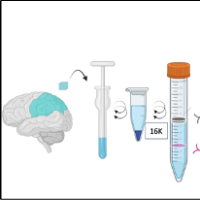 Nuclei Isolation from human cortical tissue for enrichment of ...
