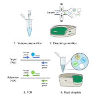 Copy number variation analysis by ddPCR