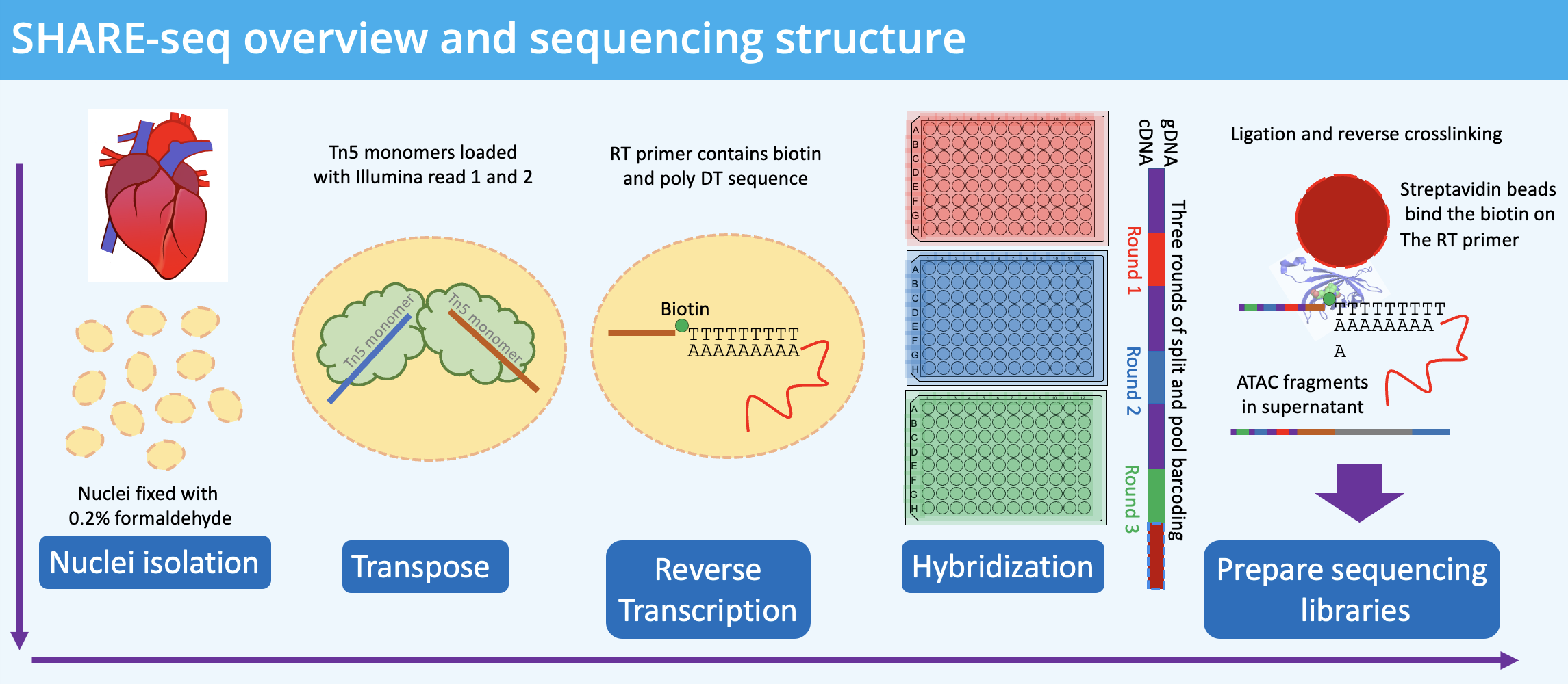 SHARE-seq protocol v2.2