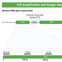 16S Gene PCR Amplification and Sanger Sequencing