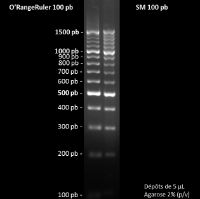 Home made SM 100bp DNA ladder for agarose gel