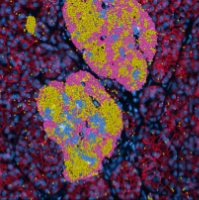 FFPE Tissue Processing for Multimodal Imaging Assays (Phenocycler ...