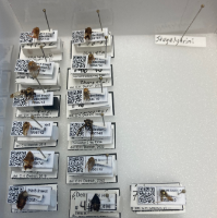 Chelex-based DNA extraction protocol for insect museum vouchers