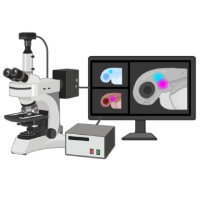 Protocol (B): Zebrafish embedding and imaging (3 dpf)