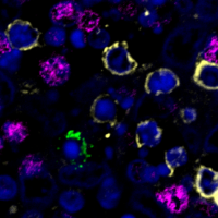 CD3e protein, Pax5 protein, and Senecavirus RNA detection in formalin ...