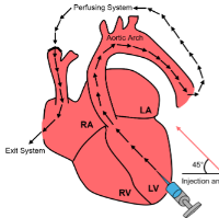 Mouse Perfusion Protocol