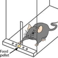 Forelimb Reaching Task in Mice
