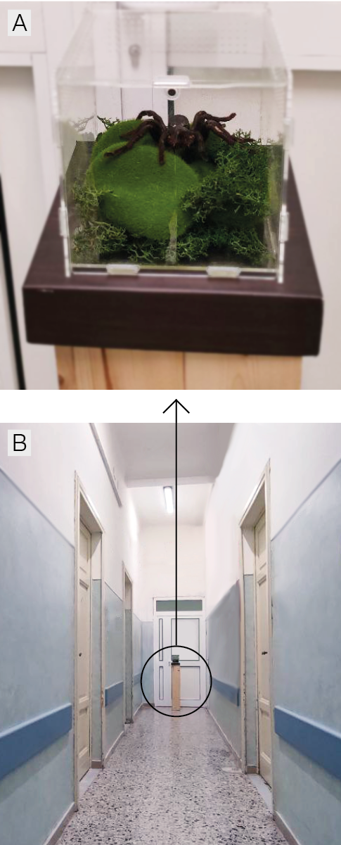 Behavioral Avoidance Test in virtual reality (vr-BAT) and in-vivo (real ...