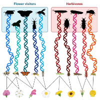 High-throughput individual insect metabarcoding for identification and ...