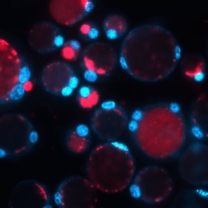Staining protocol for unicellular protists: Mitotracker and Dapi