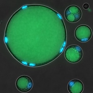 Staining protocol for unicellular protists: Lysotracker and Dapi