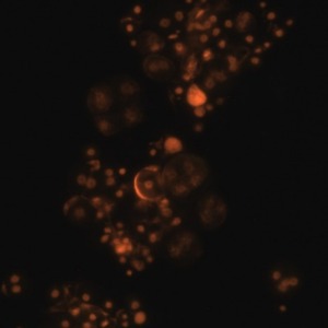 Staining Labyrinthulomycetes with Propidium Iodide