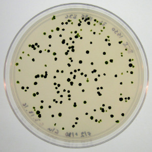 Tetraselmis transformation by microprojectile bombardment