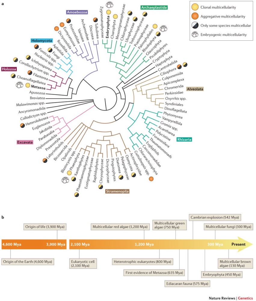 The origin of Metazoa: a unicellular perspective