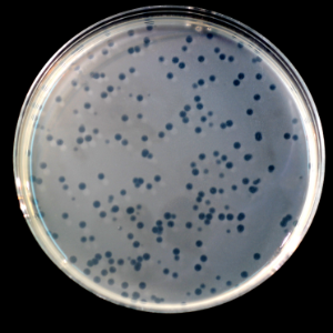 Plaque Assay For Screening Viral Concentrates for Bacteriophage