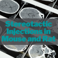Stereotactic Injections in Mouse and Rat