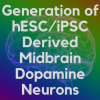 Generation of hESC/iPSC Derived Midbrain Dopamine Neurons
