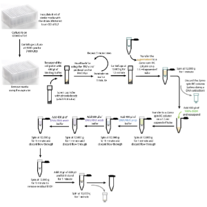 RNA extraction with spin columns from yeast cells grown on 12-column ...