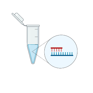 RNA Extraction and Complimentary DNA Synthesis