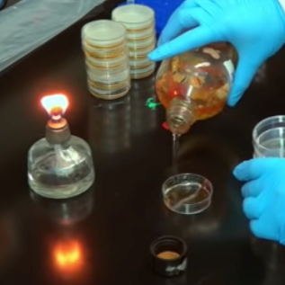 Pouring LB Agar Plates