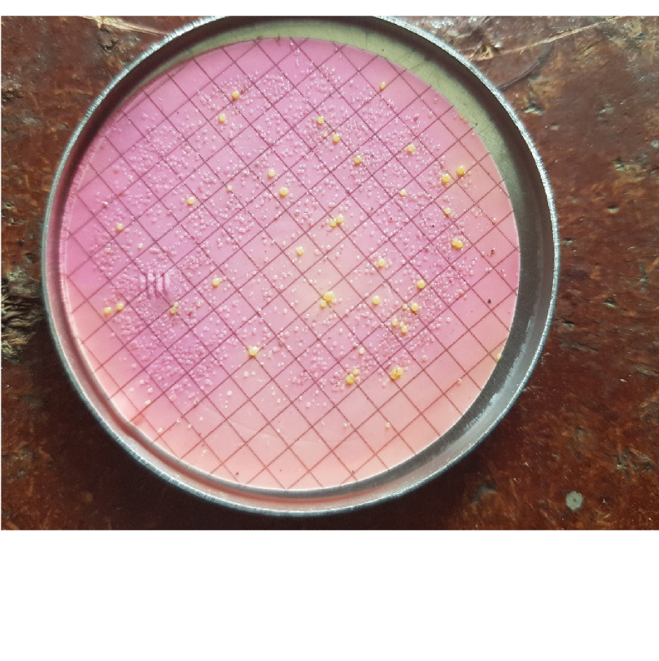 Laboratory protocol for bacteriological and physico-chemical technique ...