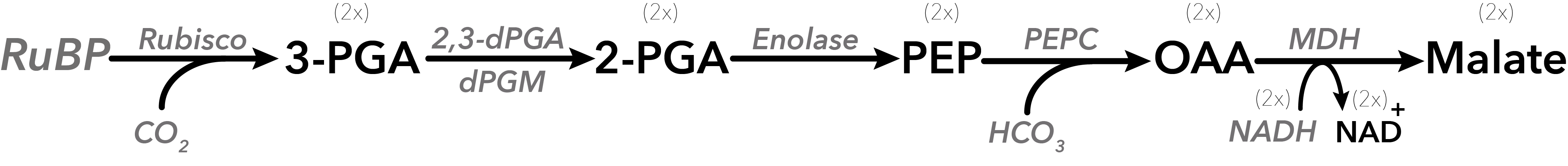 NADH-linked microtiter plate-based assay for measuring Rubisco activity ...