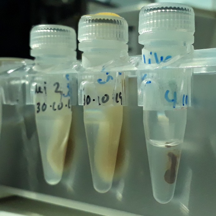 Plant nuclei enrichment for chromatin capture-based Hi-C library protocols