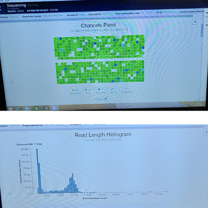 Metabarcoding MinION library prep using custom primers