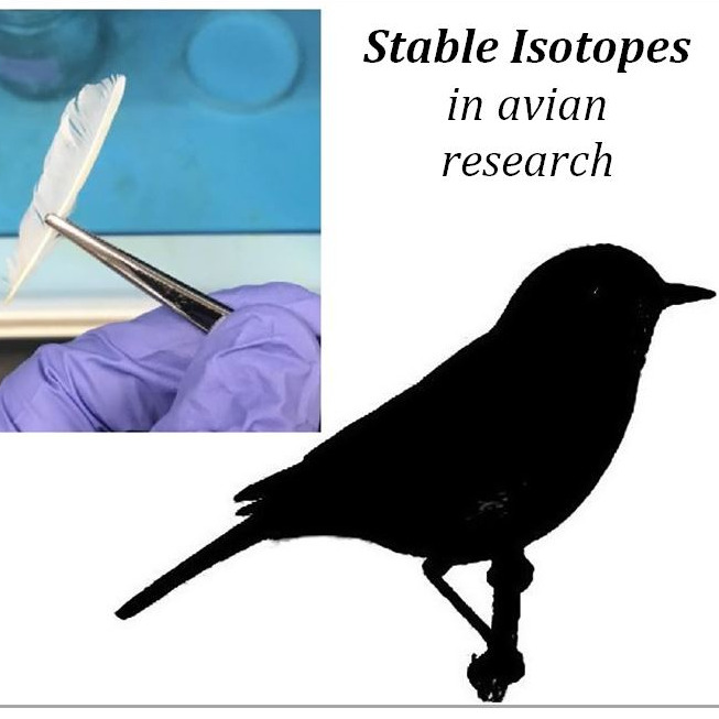 Stable isotopes in avian research: a step by step protocol to feather sample preparation for ...