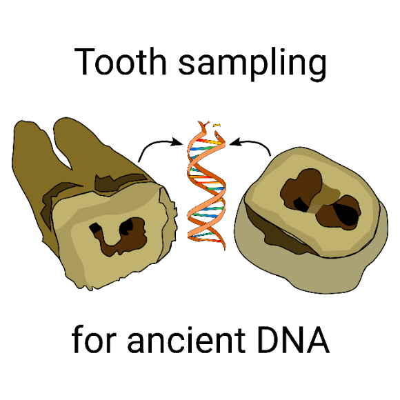 Tooth Sampling from the inner pulp chamber for ancient DNA Extraction