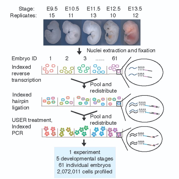sci-RNA-seq3
