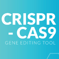 CRISPRon-GFP (based on pX459 plasmid) cloning of guides