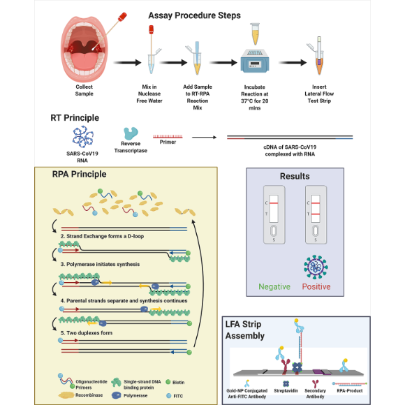 Reverse Transcription-Recombinase Polymerase (RT-RPA) Amplification with Lateral Flow Detection ...