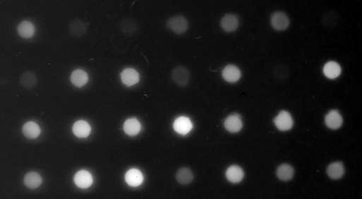 Quantification of Gel Bands by an Image J Macro, Band/Peak ...