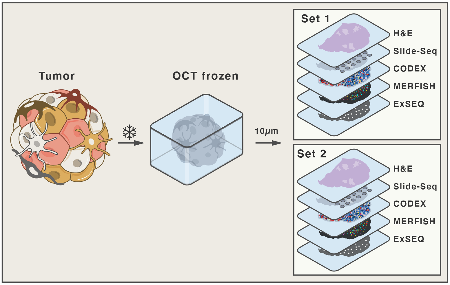 HTAPP - Multi-assay sectioning of OCT-embedded samples for spatial ...