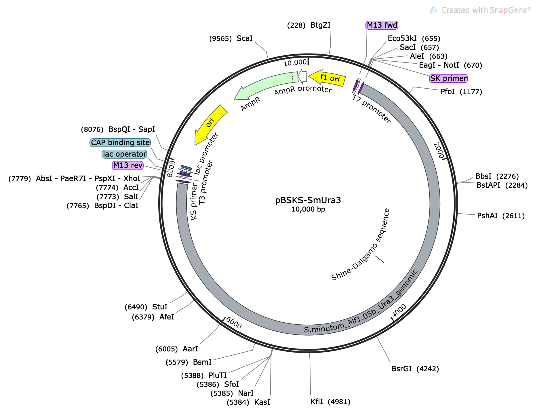 DNA construct for genetic transformation of the coral symbiotic alga ...