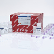 QIAGEN RNeasy Plant RNA Extraction Protocol (Modified)