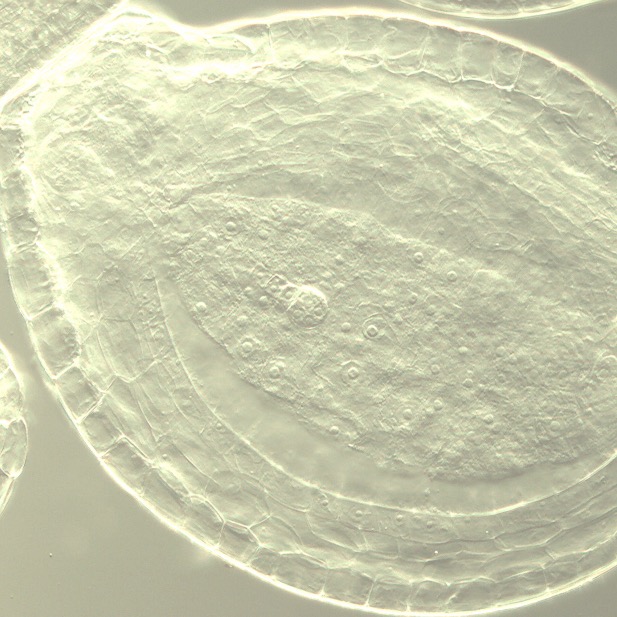 Chloral Hydrate Seed Clearing